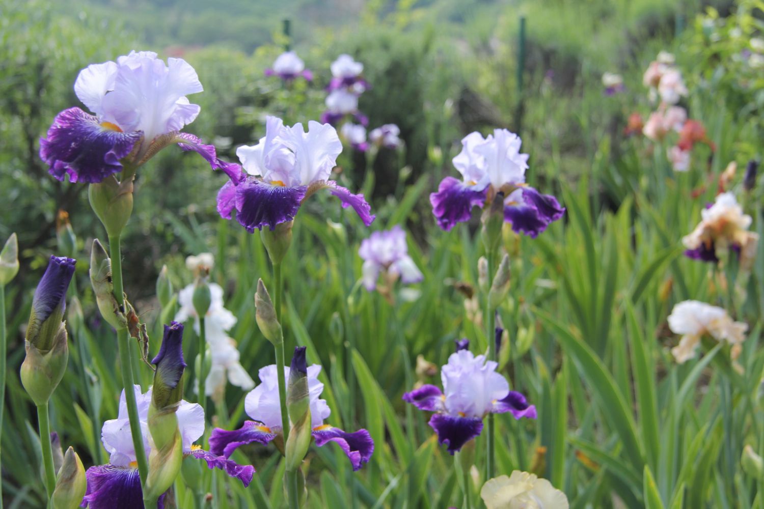 Le Iris di Trebecco - Visit Lake Iseo Portale Ufficiale turismo Lago d'Iseo